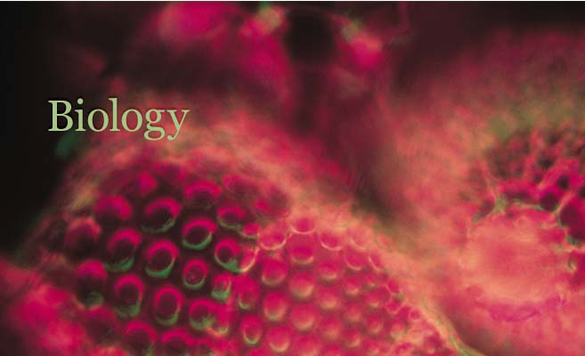 Miss Flynn's World of Science