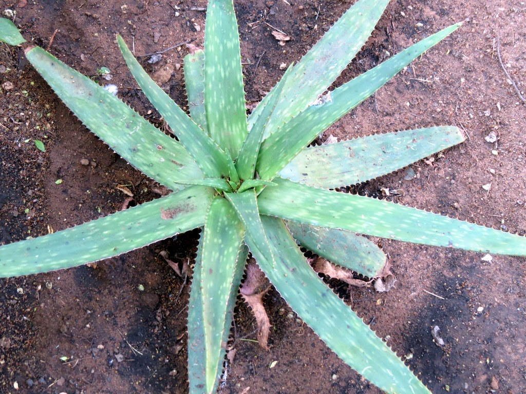 Kreatiewe Joernaal: litroos