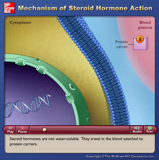 Avibert: Mechanism of Steroid Hormone Action Animation