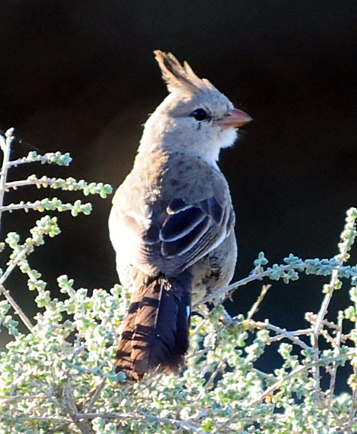 The Great Aussie Birdshoot: Port Augusta, Waikerie & The Gluepot Reserve