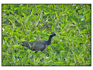 Indian Birds Photography: [BirdPhotoIndia] Visit to Panchla.
