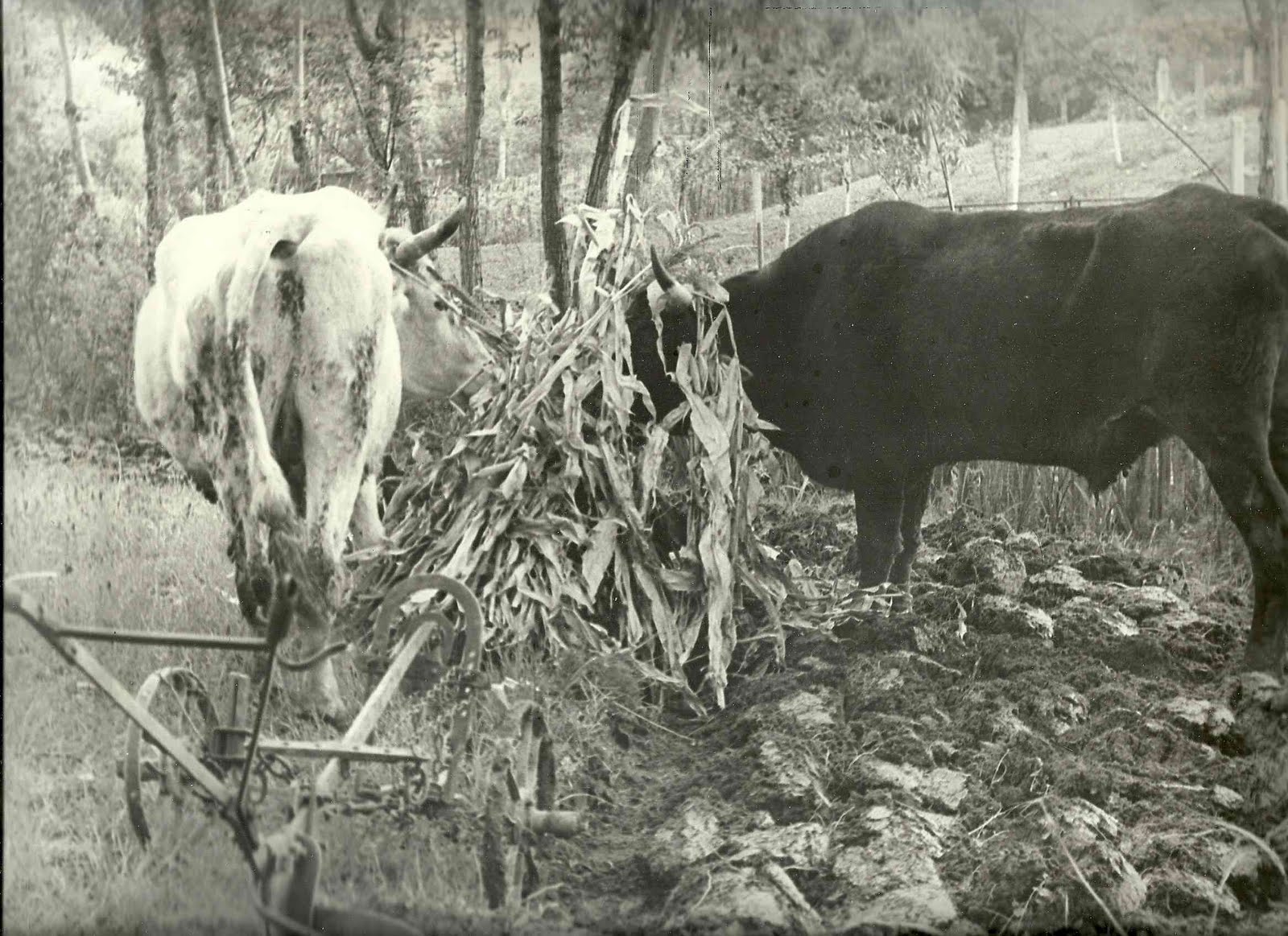 consemnări, poezii, eseuri: ion lazu: al 21-lea sonet, fotografii din ...