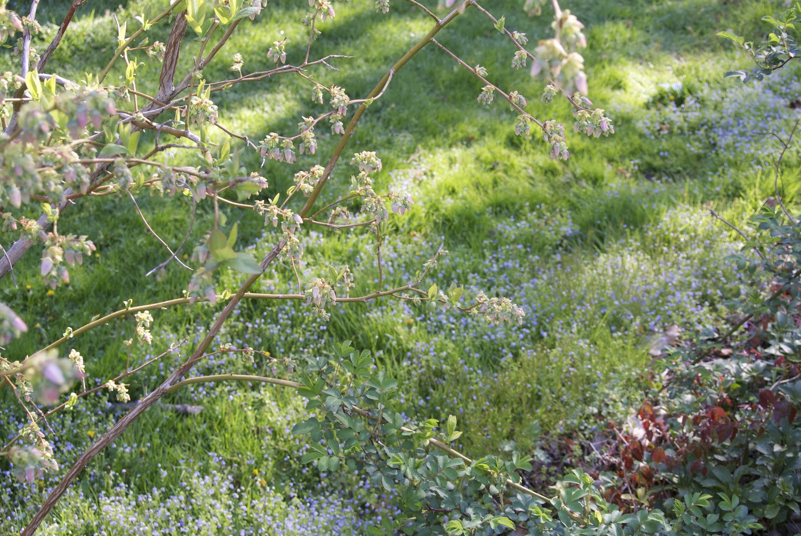 Life at Pugsley: What is this bush?