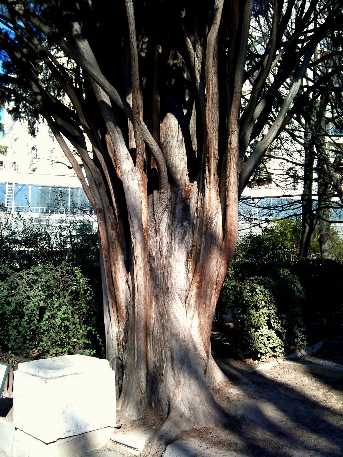 Árboles con alma: Ciprés. Xiprer. (Cupressus sempervirens)
