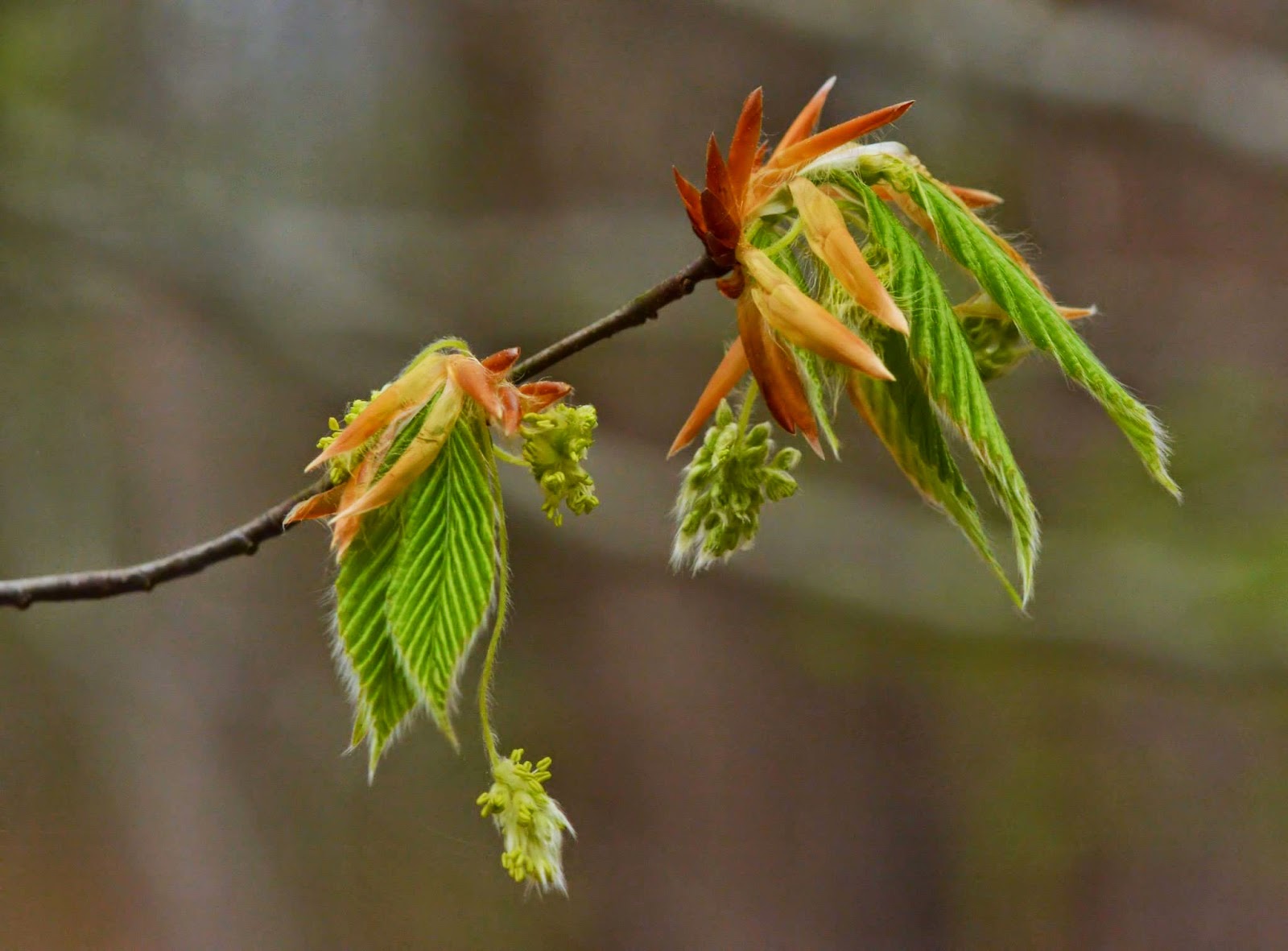 Nature Ramblers: Ramble Report April 2 2015