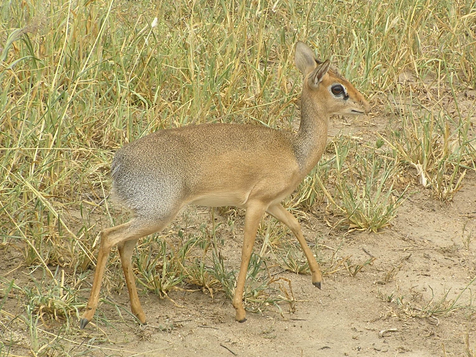 Rwanda on the Wing: Run like an antelope