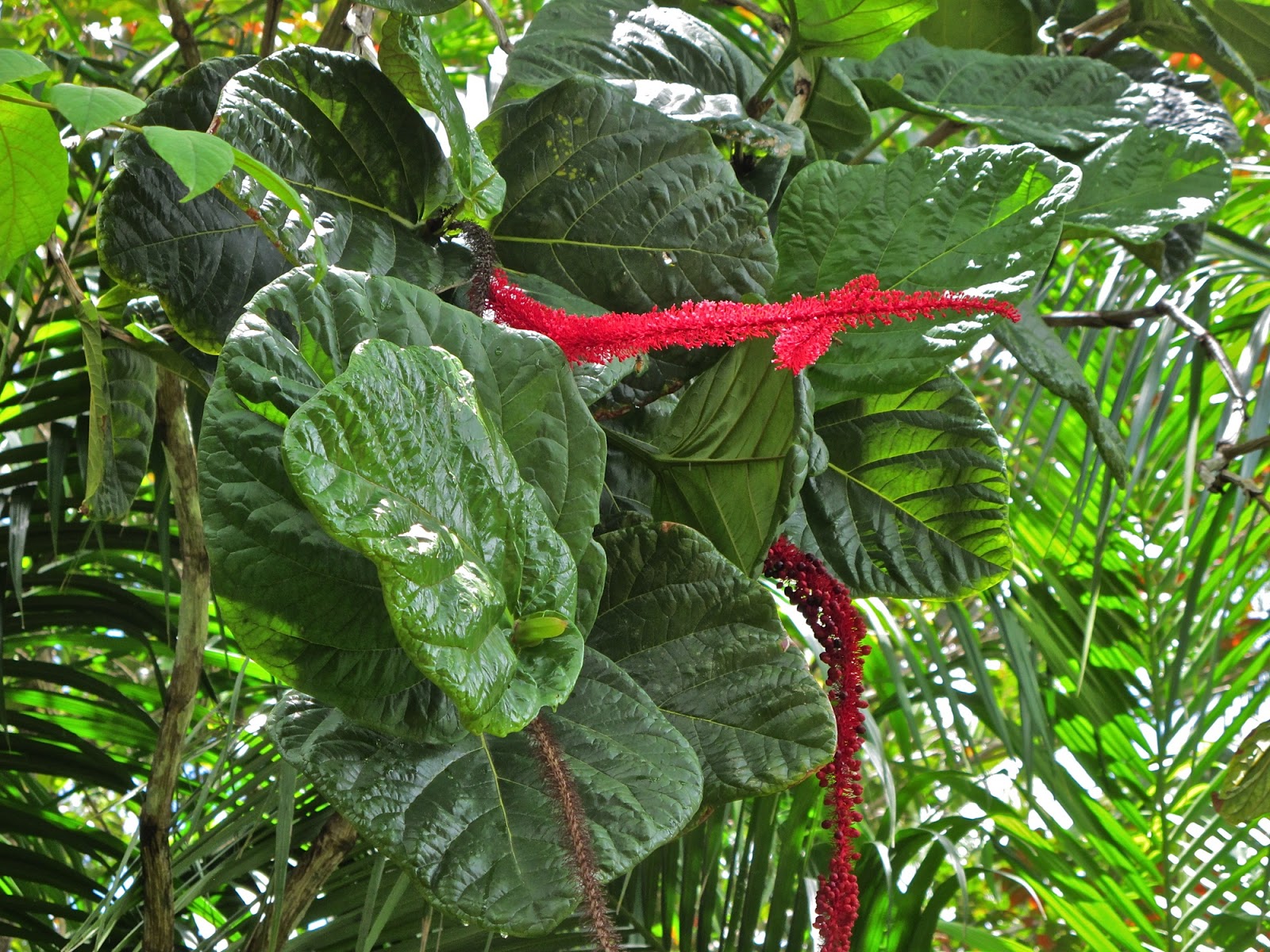 Flora de Puerto Rico Ilustrada Papo Vives: POLYGONACEAE-Coccoloba ...
