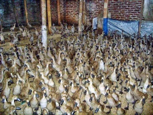 ternak unggas: Berternak itik