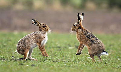 teifidancer: March of the Mad Hares