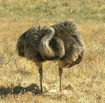 Emu | The Life of Animals