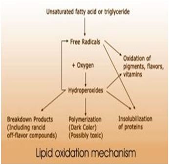Chemical Changes on Food Spoilage | Learn Microbiology