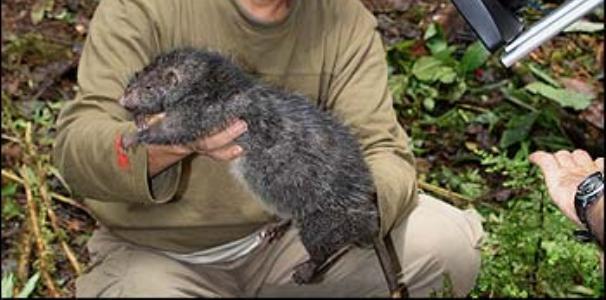 EVDN: Genetically Modified Rats Have Immunity Poisons