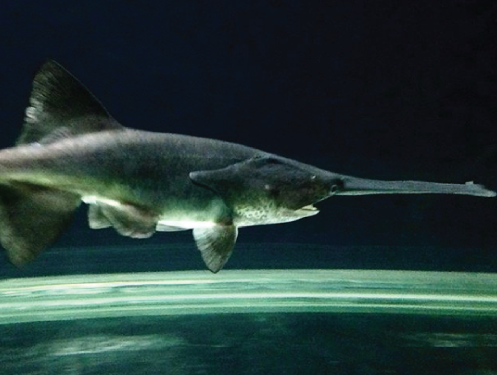 Paddlefish Si Ikan Berhidung Panjang Mirip Pinokio - Nakama Aquatics