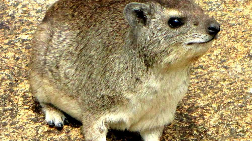 Hyrax
