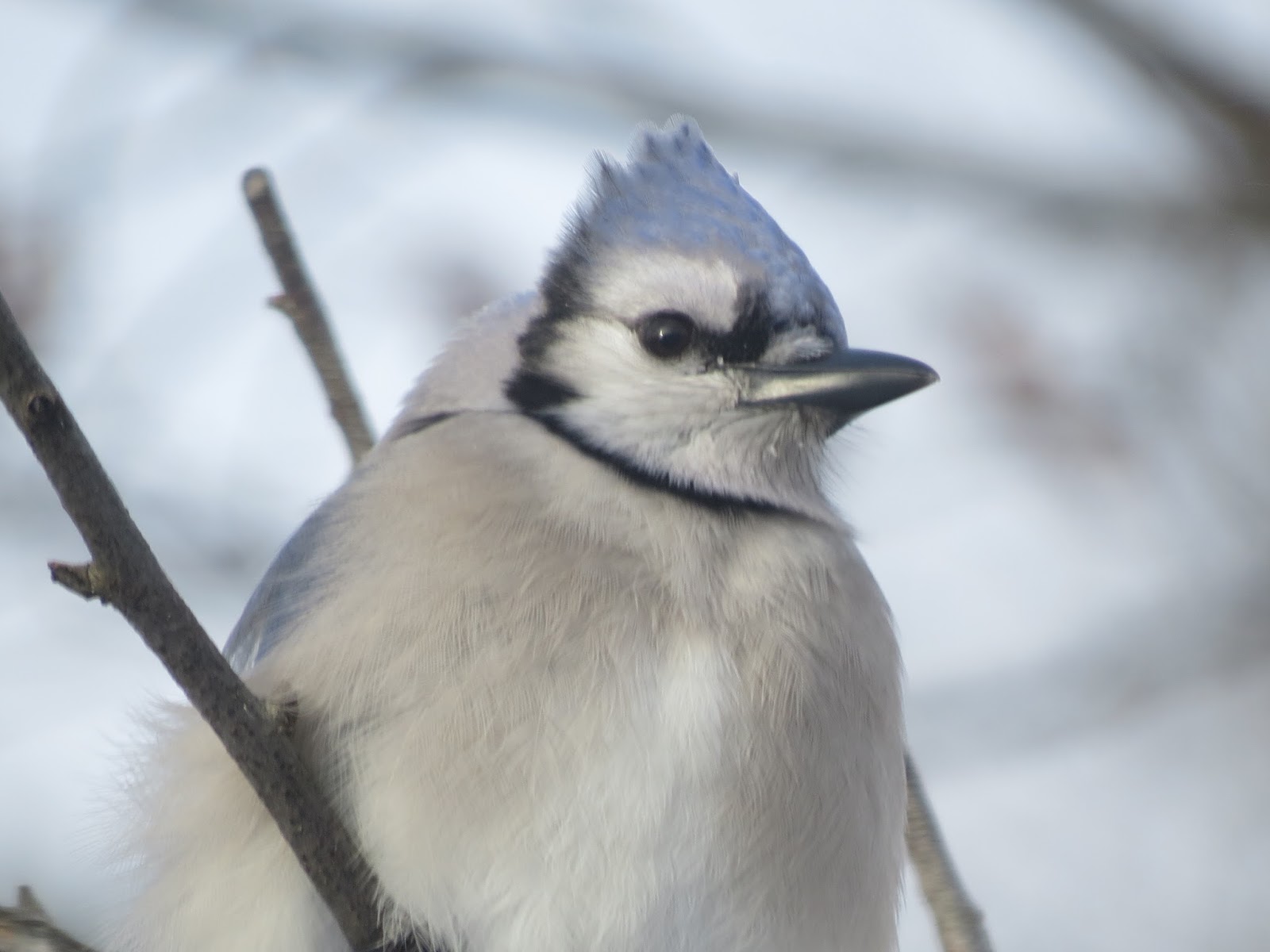 Vermont Birds and Words : Vermont’s Winter Birds – Part One