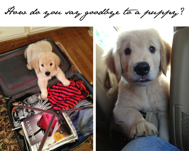 Daily Boomer: Saying goodbye to a puppy is the hardest thing in the ...
