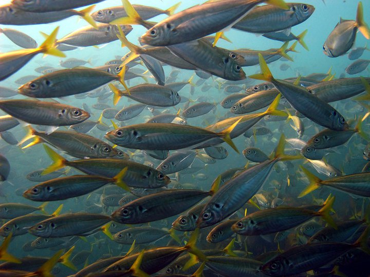 Davey Jones' Locker: Yellowtail Scad - Trachurus novaezelandiae