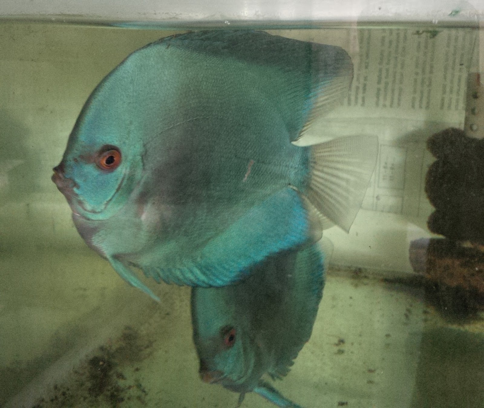Blue Diamond ~ Indonesia Tropical Fish