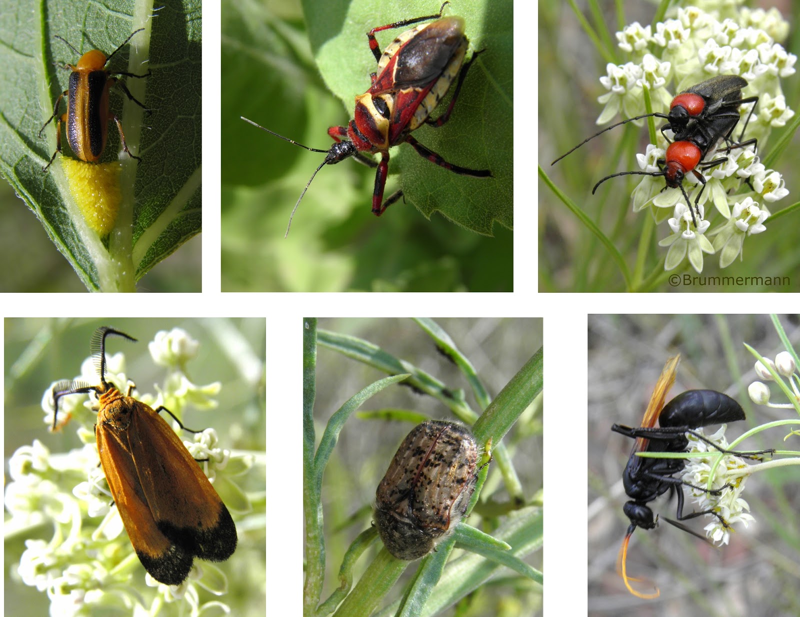 Arizona: Beetles, Bugs, Birds and more: Bug Safari 2015 - Northern Arizona