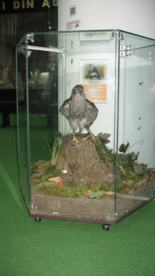 Ştiinţă pentru toţi: ULIUL PORUMBAR (Accipiter gentilis)