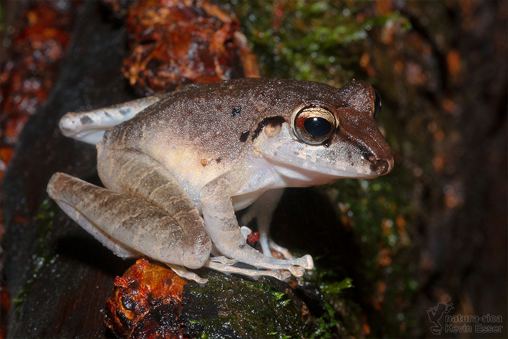 nature photography + herping : CR - Amphibians
