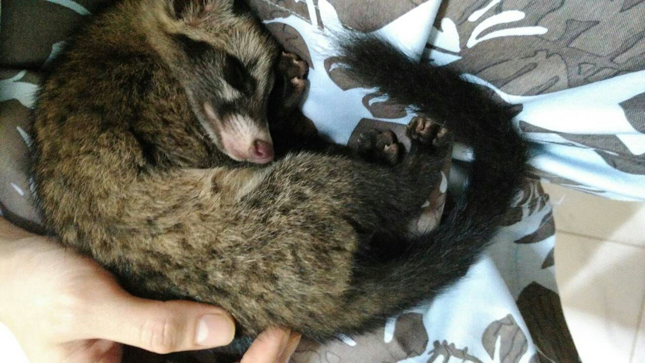 Kedondong Plum: Musang, Peliharaan Lucu nan Eksotis