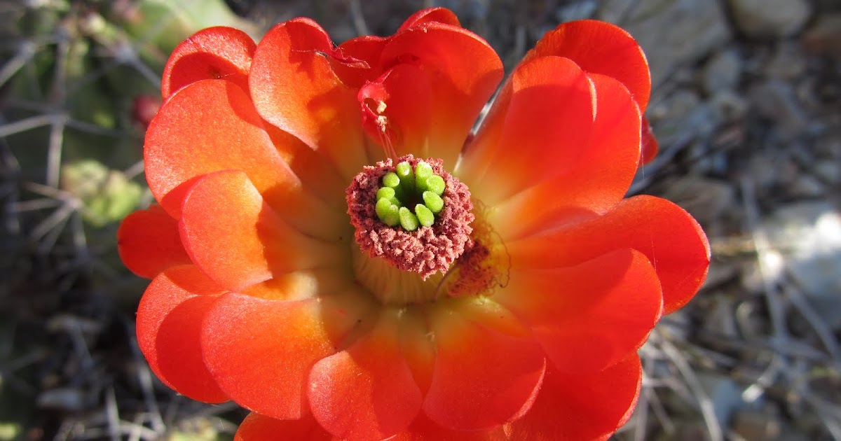 In the Sonoran Sun: The Desert Spring