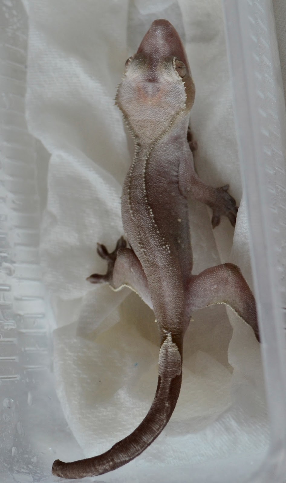 Couple of shots of the grey crested geckos | Reptile Forums