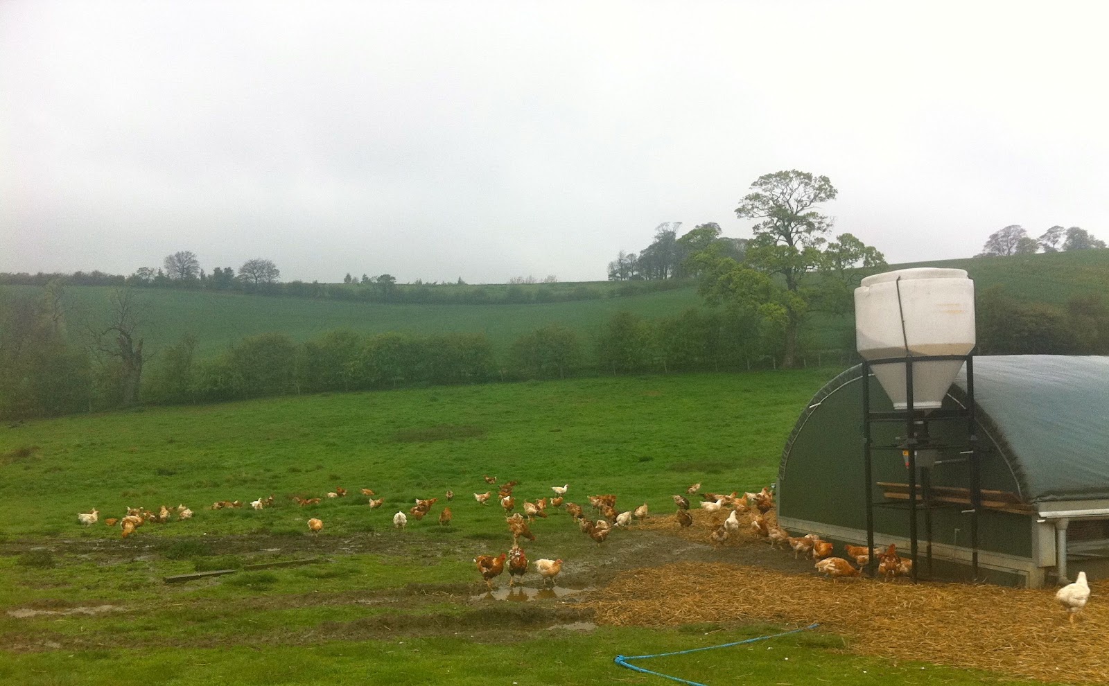 The Ginger Pig 'Hog Blog': The Ginger Pig 100-day chicken and pop-up ...