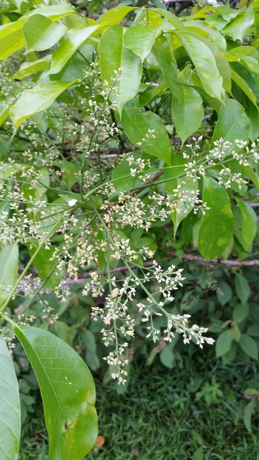 Warisan Petani: WW 32 : Bunga Pokok Getah