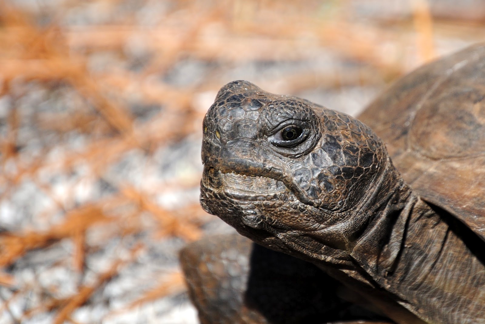 Field Notes and Photos: Gopher Tortoise: Nature's Landlord