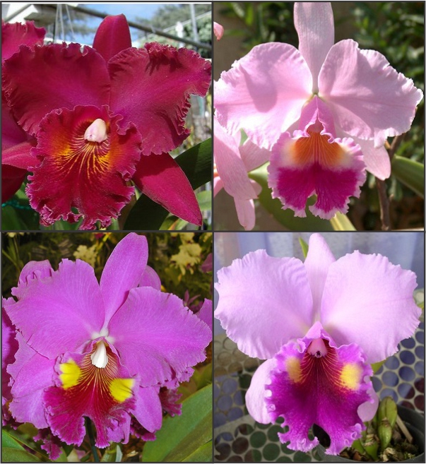 Planta da semana: Orquídeas Cattleya´s - Cattleya spp.
