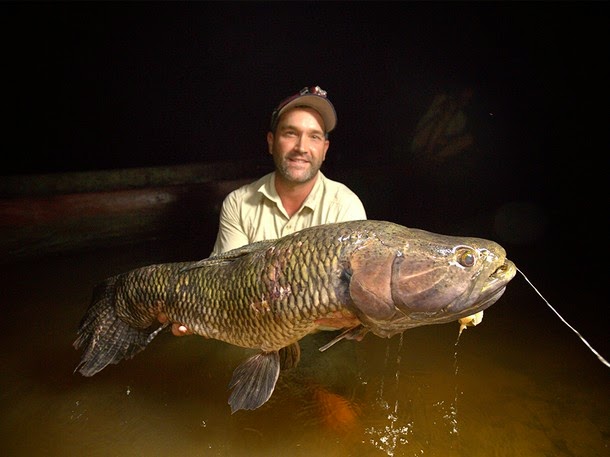 8A Speero: Jenis Jenis Ikan Hias Predator Air Tawar