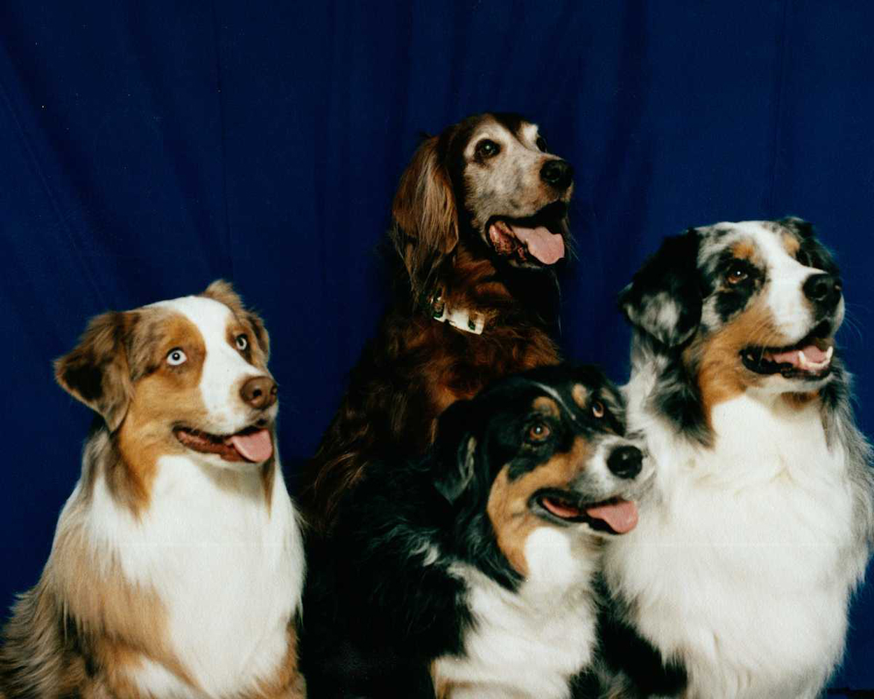 ANIMALS PICTURE: Animals Picture 1-5 Image