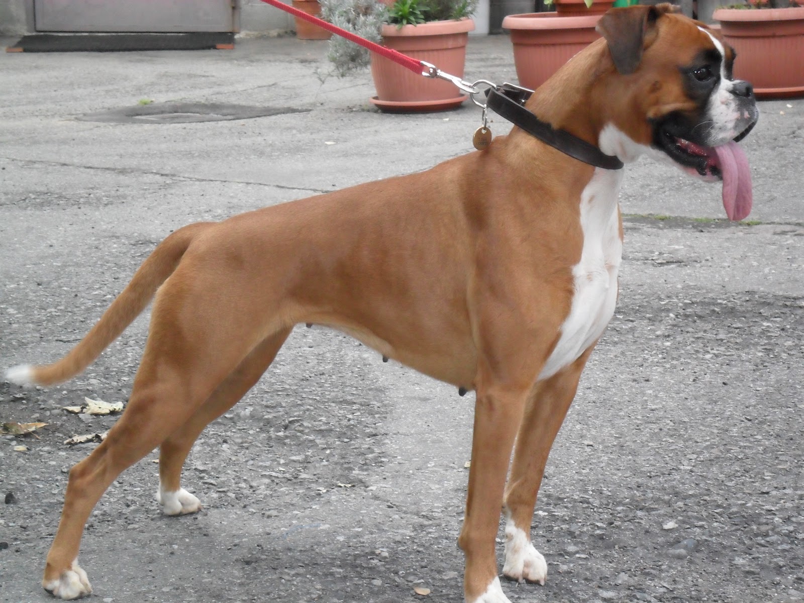 FOTOGRAFANDO ... DAL CUORE IN POI.: MY BOXER : YUMA