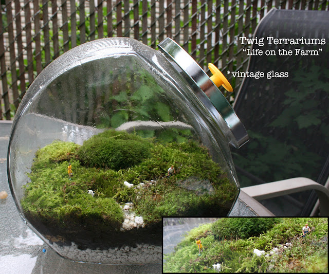 Journey to a Healthier Me: Terrarium Gardening