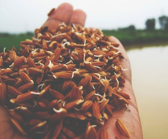 The happy grain: how germinated brown rice can improve mental and ...