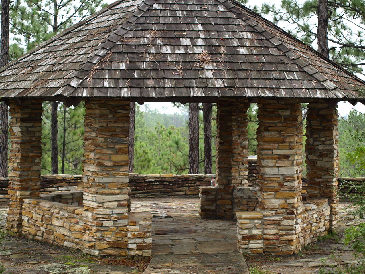 Weird, Wacky and Wild South: On the trail of the Longleaf Pine