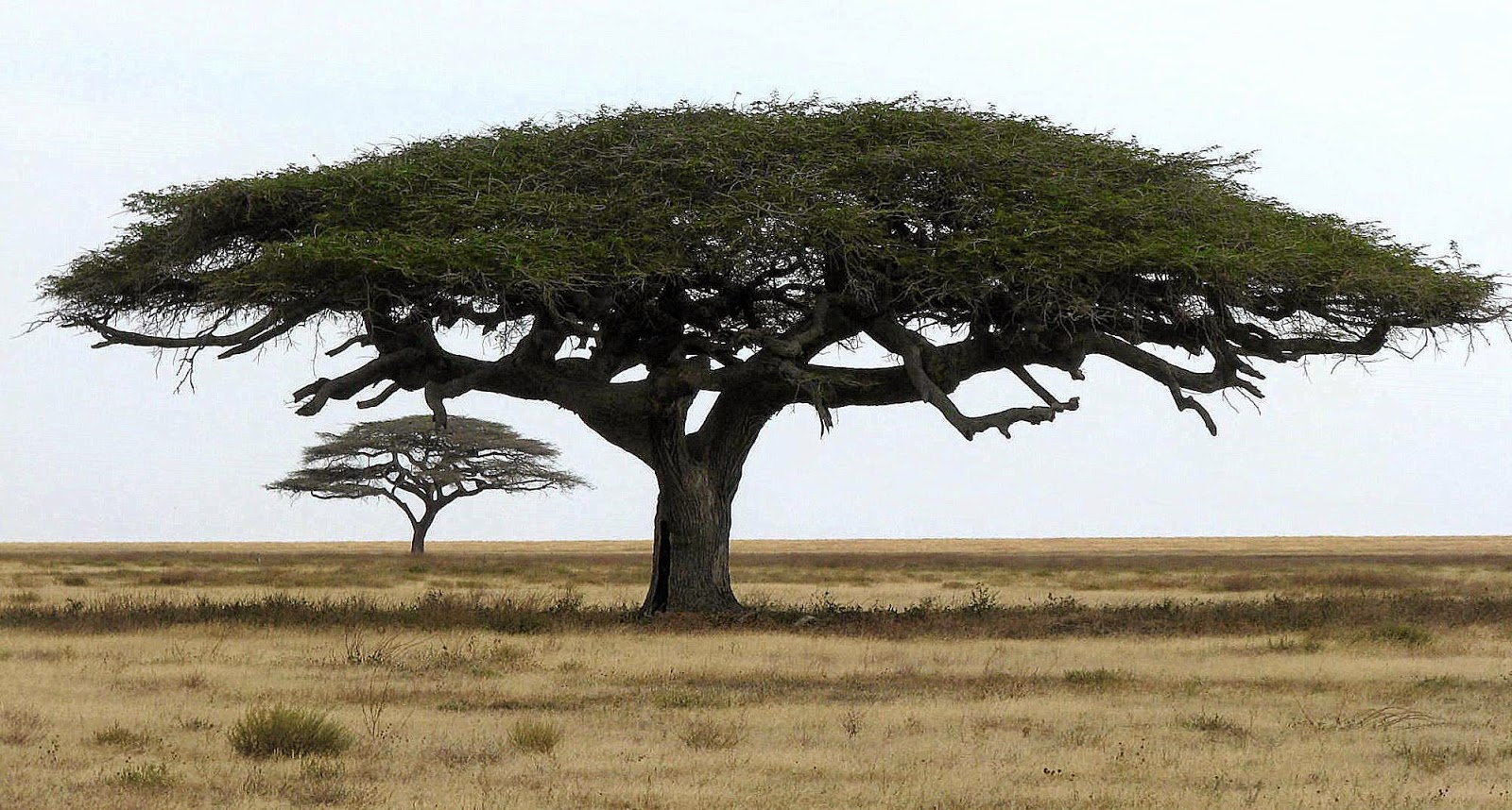 The Natural World: Thorny Trees and 20 Inch Tongues: A Case of Coevolution