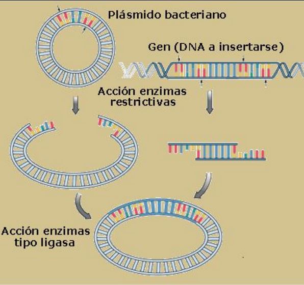 Biología Molecular : ADN recombinante en la naturaleza y ADN ...