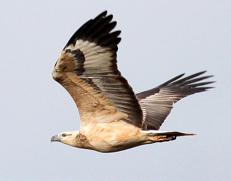 EKOGEO: 10 JENIS BURUNG ELANG DI INDONESIA