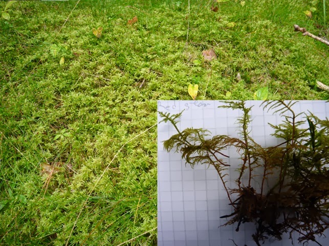 Bush n' Blade (Bushcraft and Knife makeing)