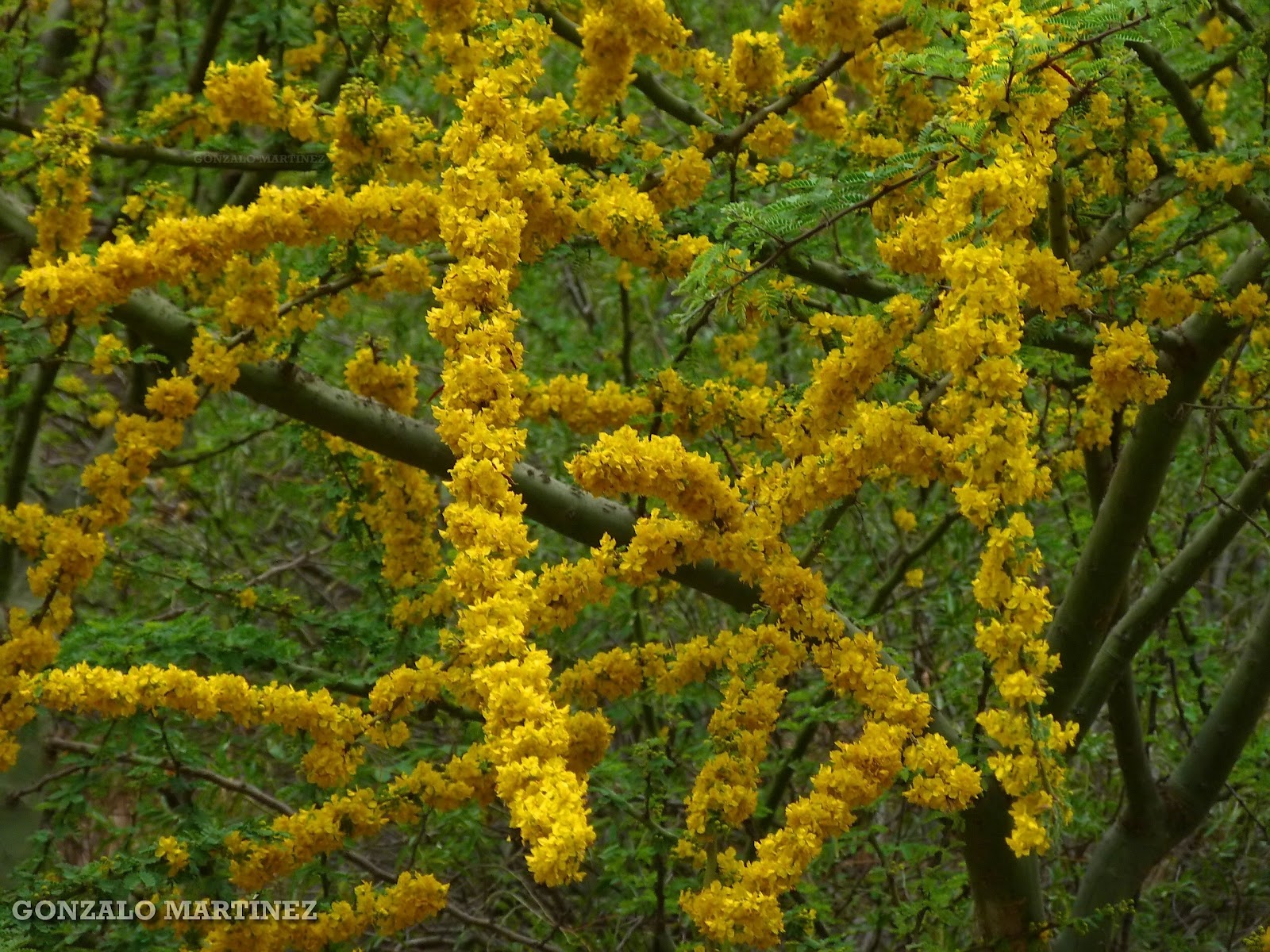 Photography-Fotografía: Fotos de flores - Flowers Photography