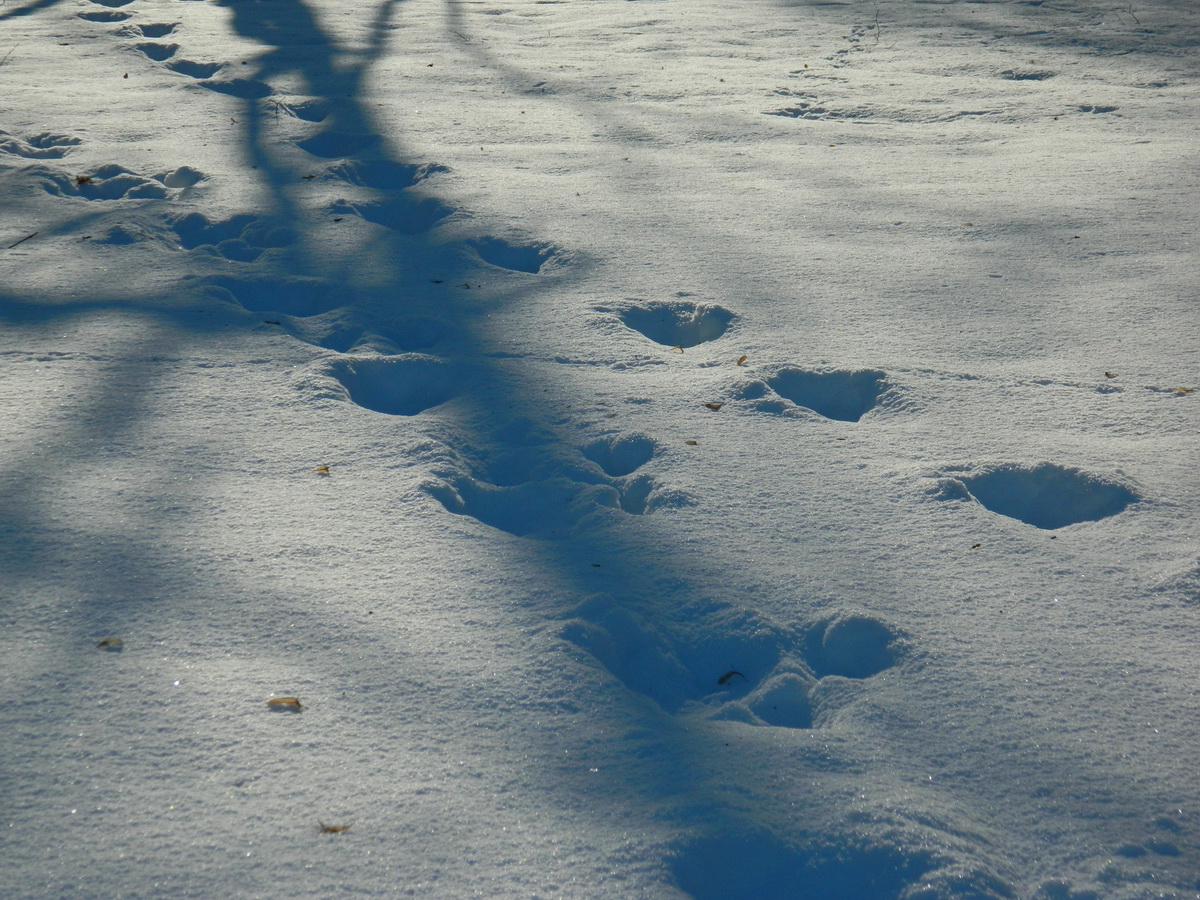 LA MULTI ANI, ROMANIA!: Urme prin zapada