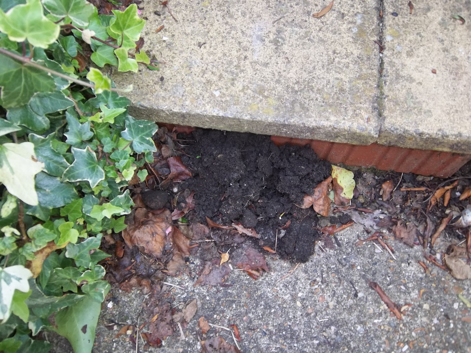 kiwibird: Talpidae (Moles)