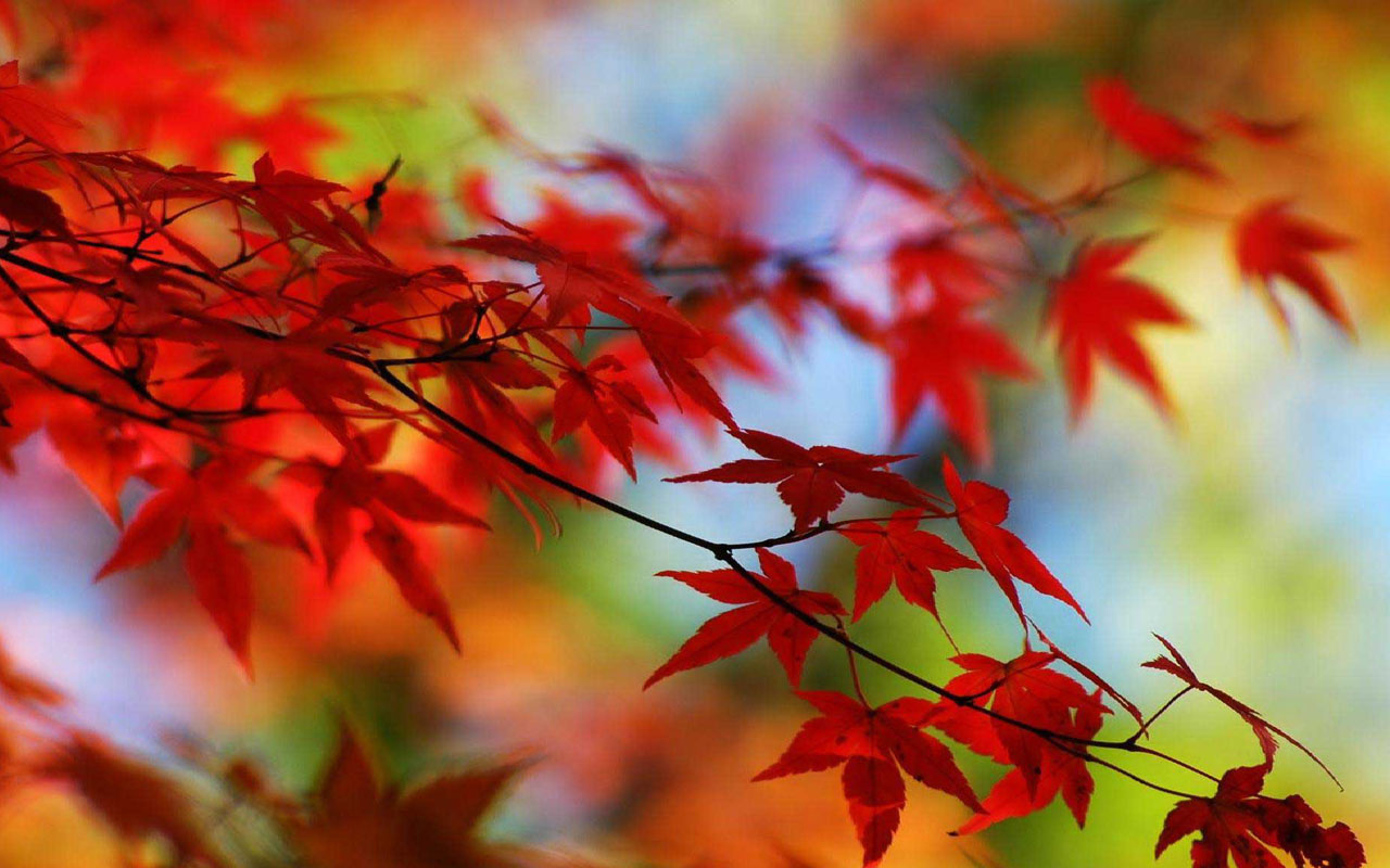 wallpaper: Laptop Wallpapers