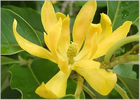 ogut267: Flora (tanaman) khas Sumatera, Indonesia.