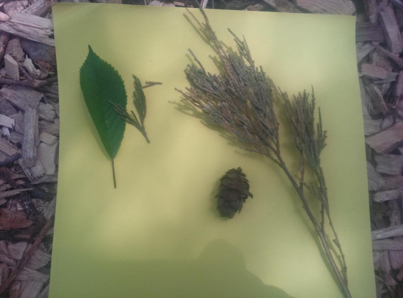 Nature Stamping- A Simple Nature Craft for Kids