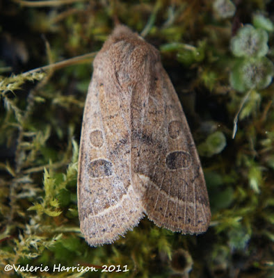 Keepers Cottage Wildlife Garden Diary: April Moths and Caterpillars