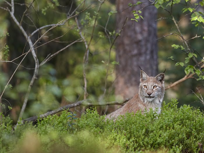Natur & Foto: 3 møter med Gaupe